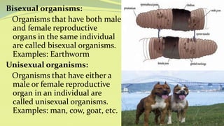 Sexual reproduction in plants and animals | PPTX | Infertility ...