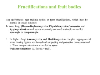ASEXUAL FRUITING BODIES IN FUNGI and .pptx