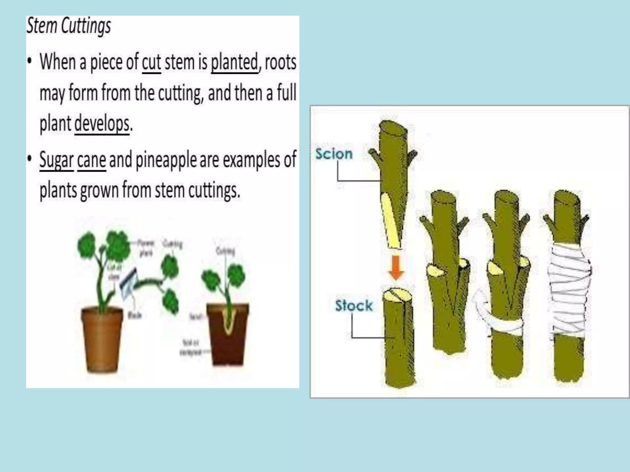 Asexual mode of reproduction in plants | PPT