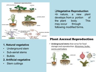 Vegetative Asexual Reproduction