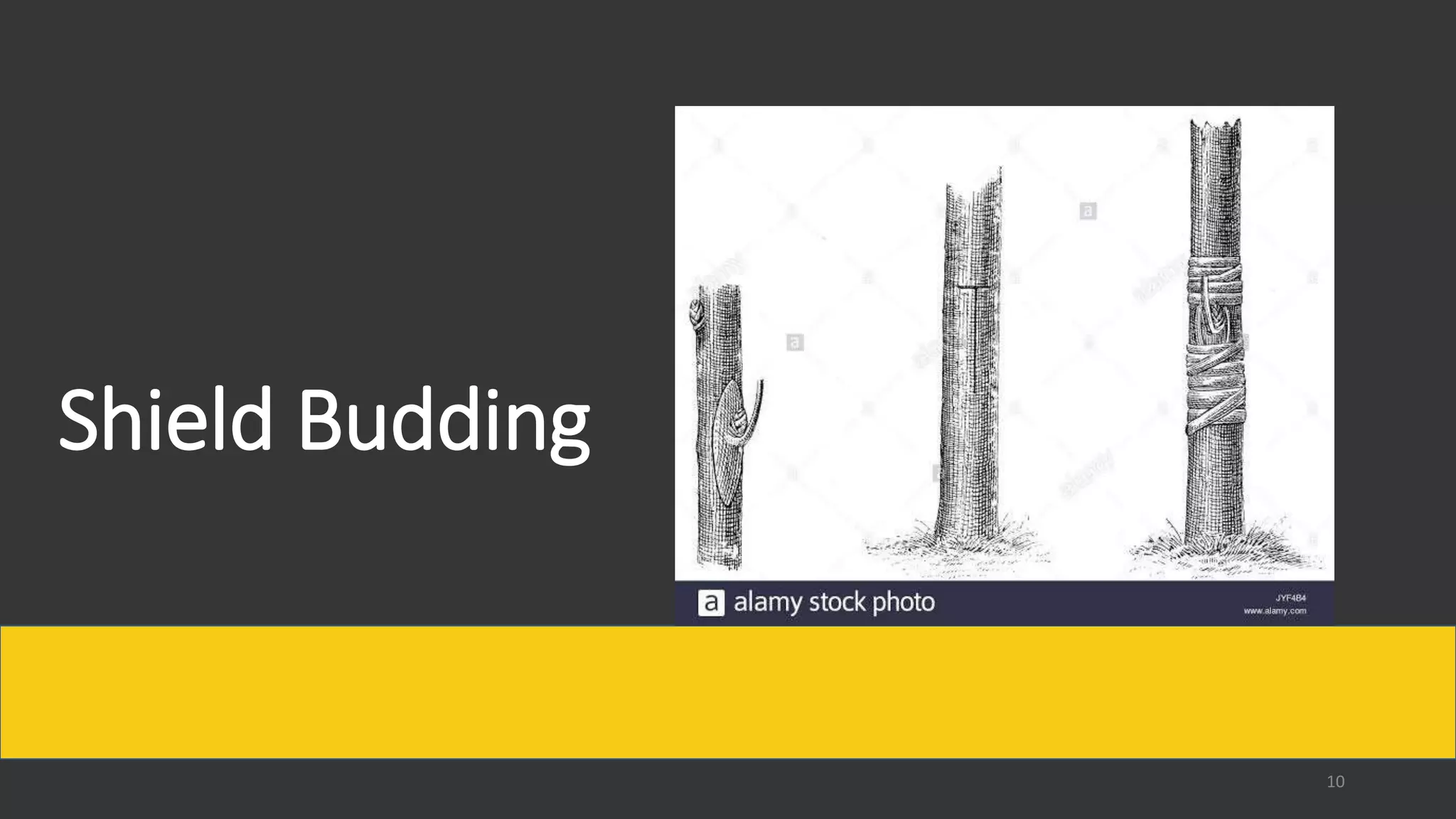 ASEXUAL PROPAGATION.pptx