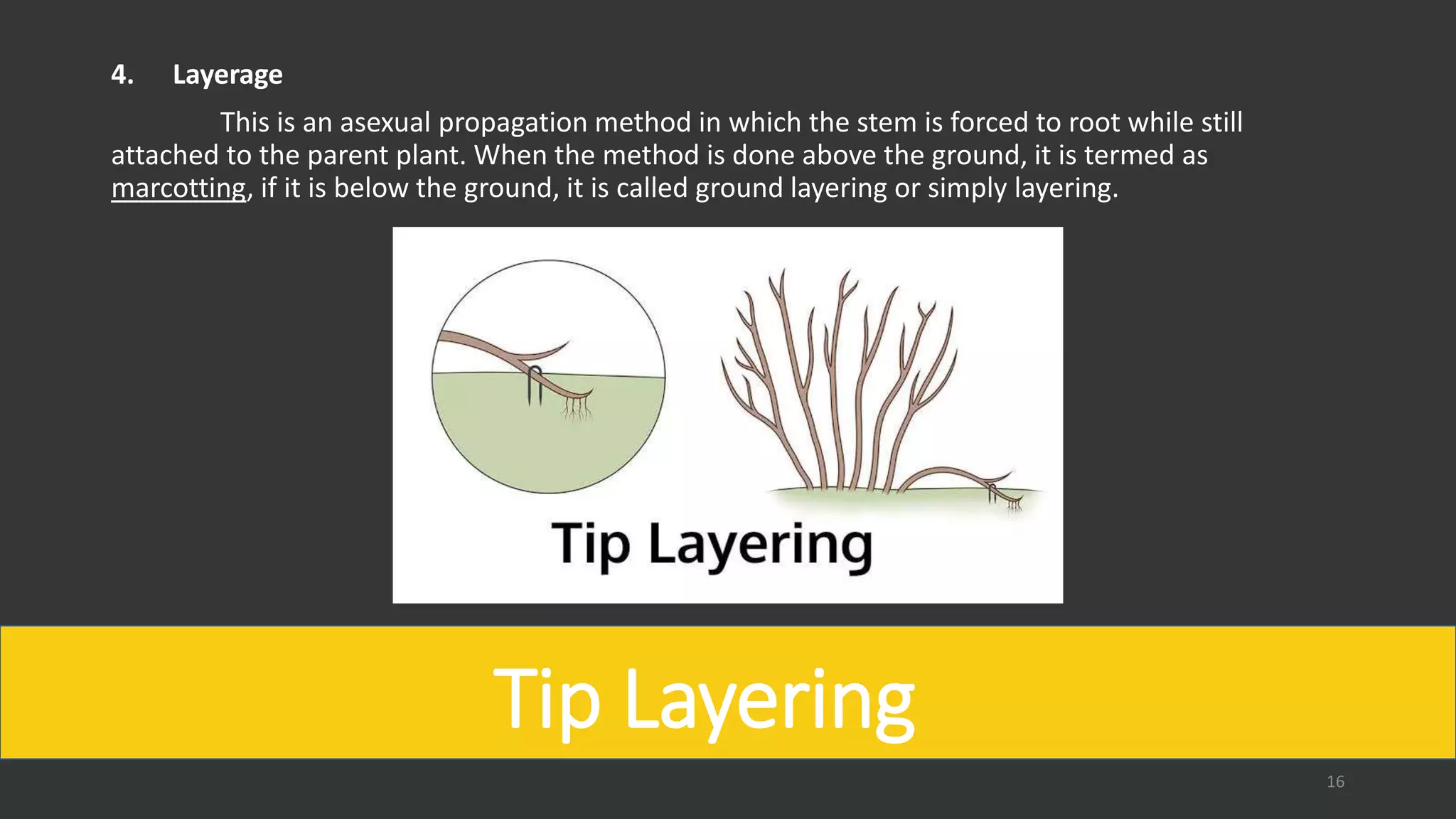 ASEXUAL PROPAGATION.pptx