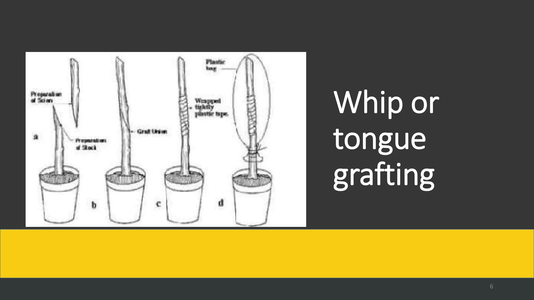 ASEXUAL PROPAGATION.pptx