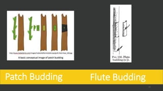 ASEXUAL PROPAGATION.pptx