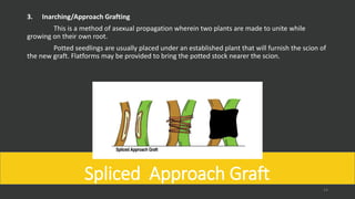 ASEXUAL PROPAGATION.pptx
