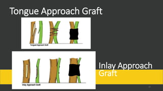 ASEXUAL PROPAGATION.pptx
