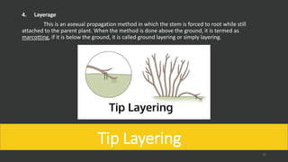 ASEXUAL PROPAGATION.pptx