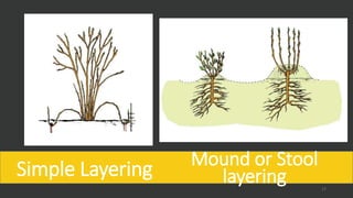 ASEXUAL PROPAGATION.pptx