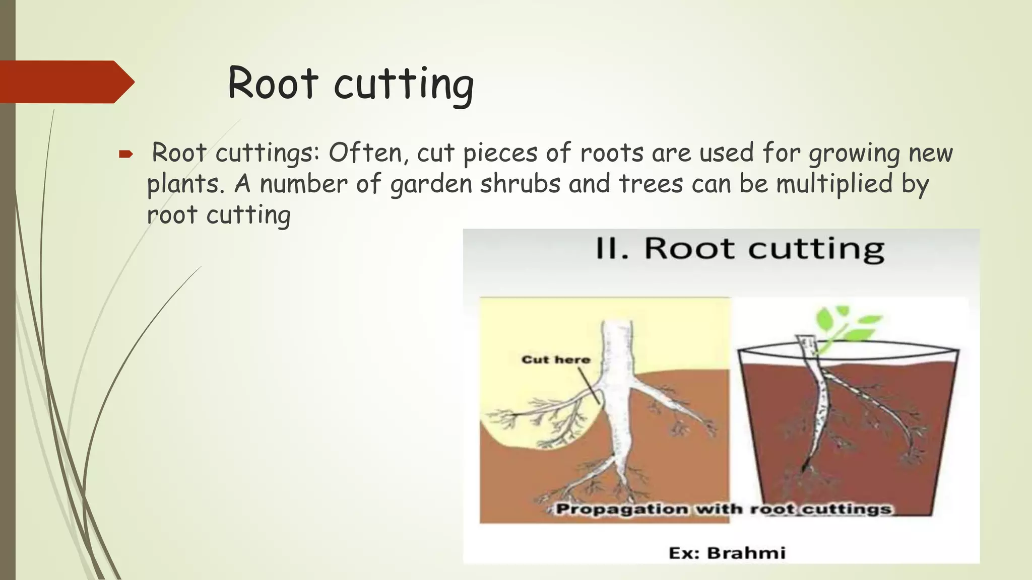 Asexual Propagation Pptx