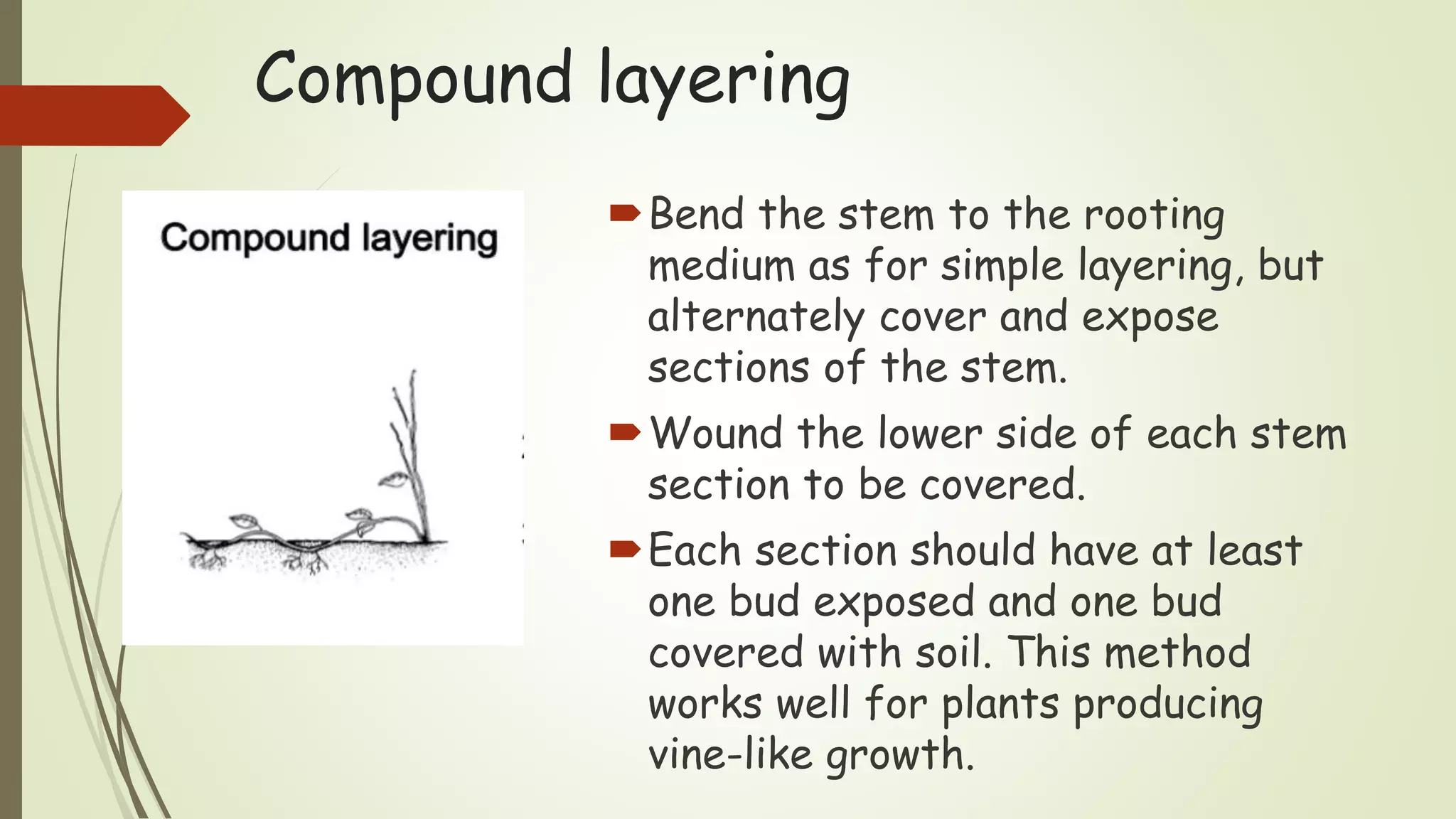 Asexual propagation.pptx