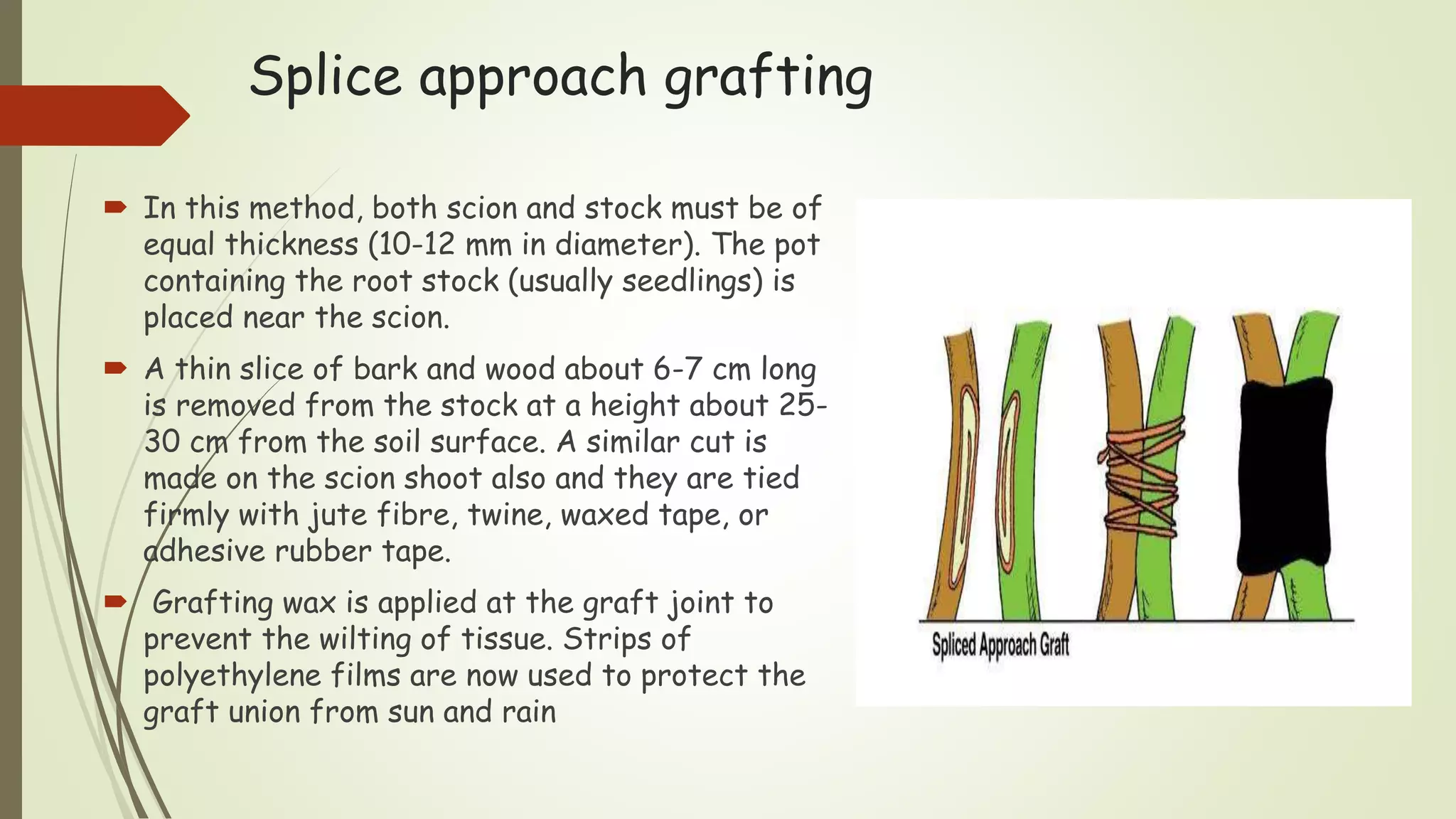 Asexual propagation.pptx