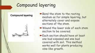 Asexual propagation.pptx