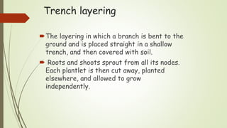 Asexual propagation.pptx