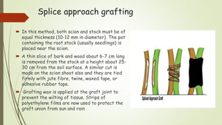 Asexual propagation.pptx