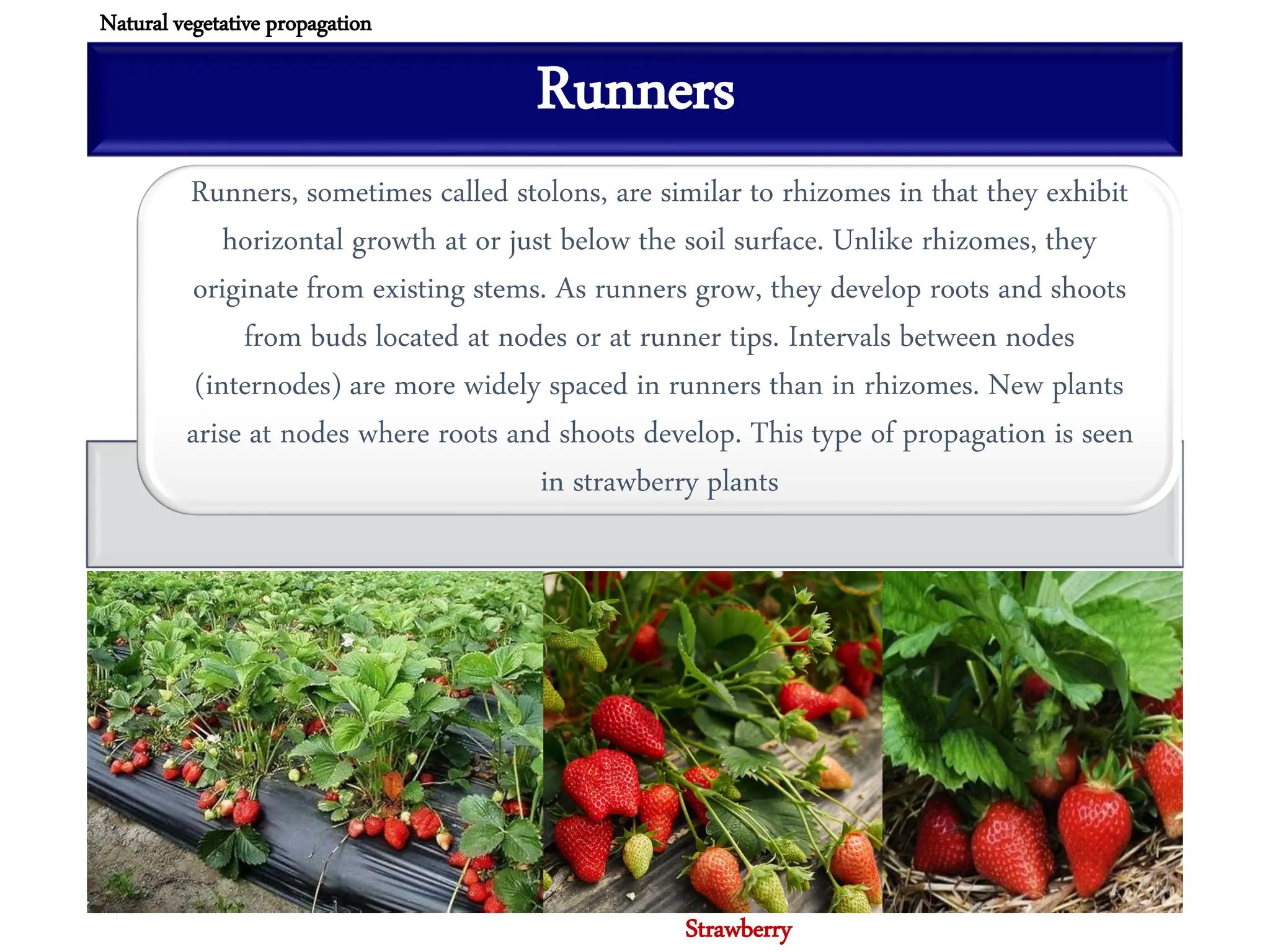Asexual propagation, importance, advantages and disadvantages .pdf