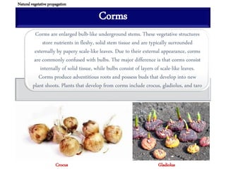 Asexual propagation, importance, advantages and disadvantages .pdf