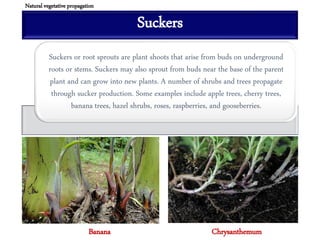 Asexual propagation, importance, advantages and disadvantages .pdf