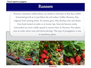 Asexual propagation, importance, advantages and disadvantages .pdf