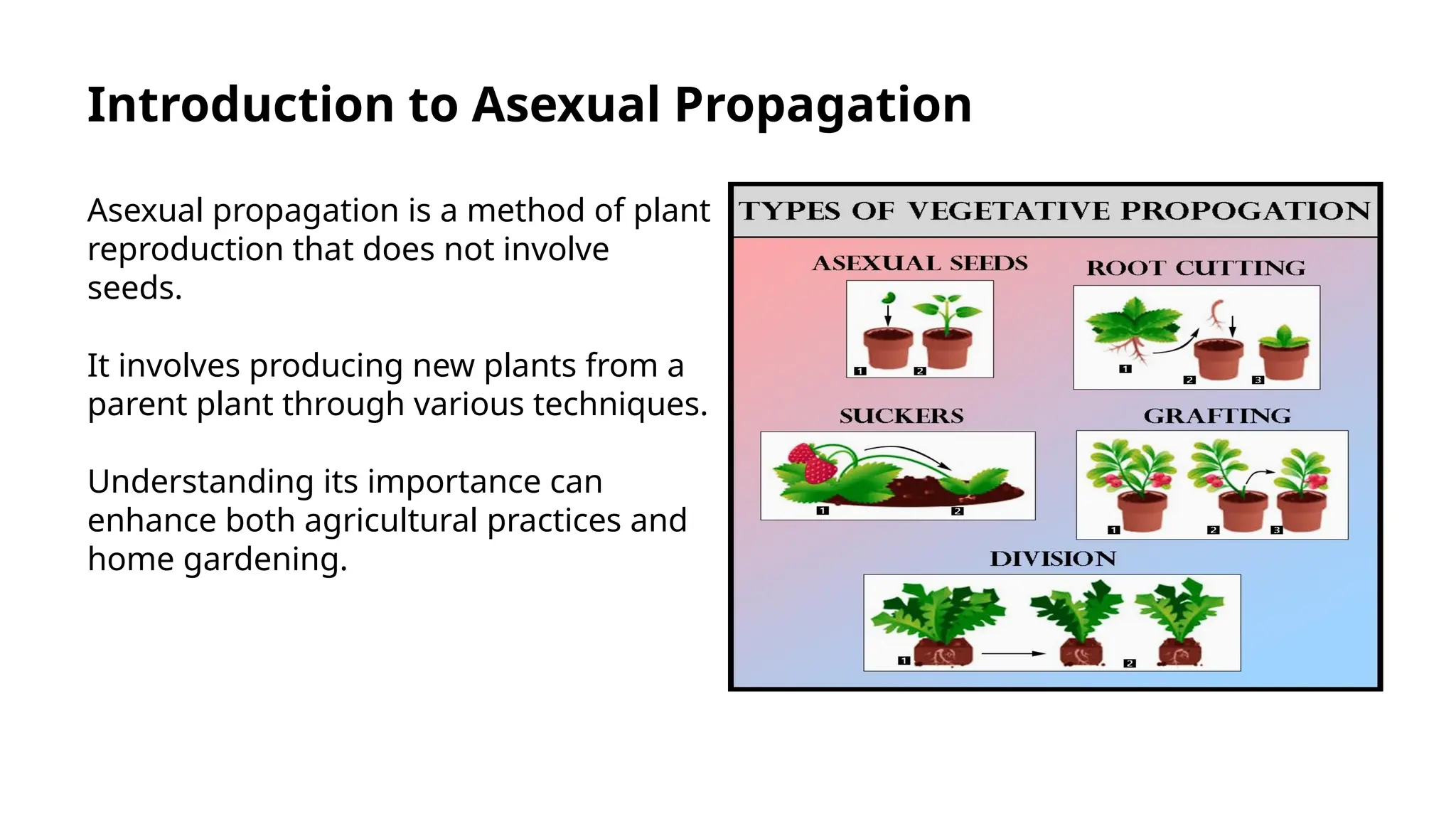Asexual Propagation Importance Advantages And Disadvantages.pptx