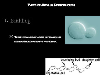 Asexual reprod | PPT