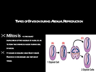 Asexual reprod | PPT