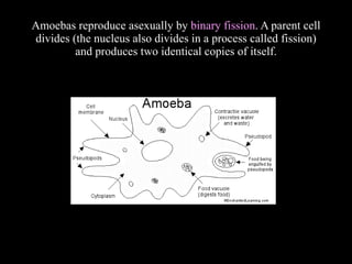 Asexual reprod | PPT