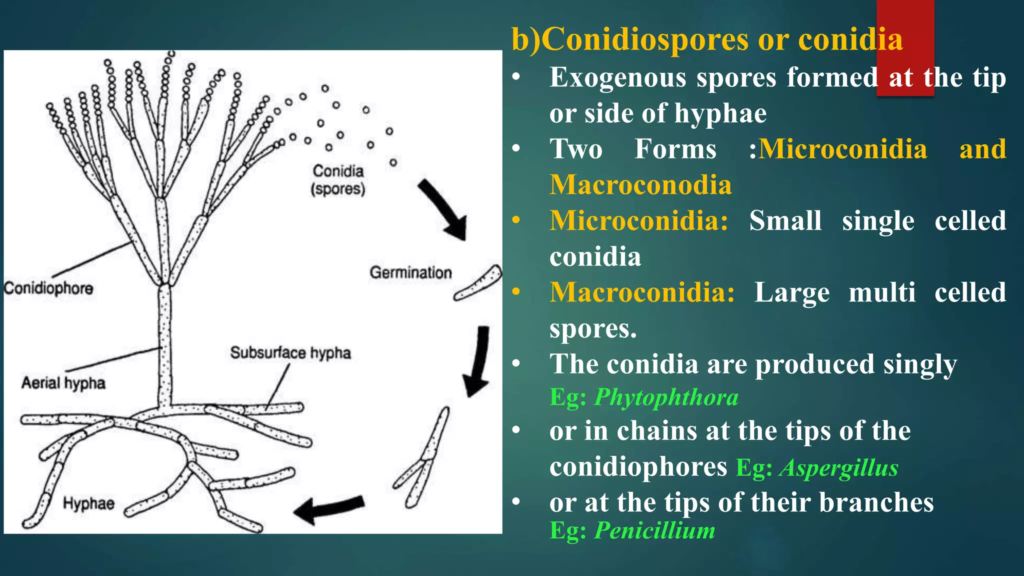 Asexual reproduction in Fungi -Dr C R Meera | PPTX