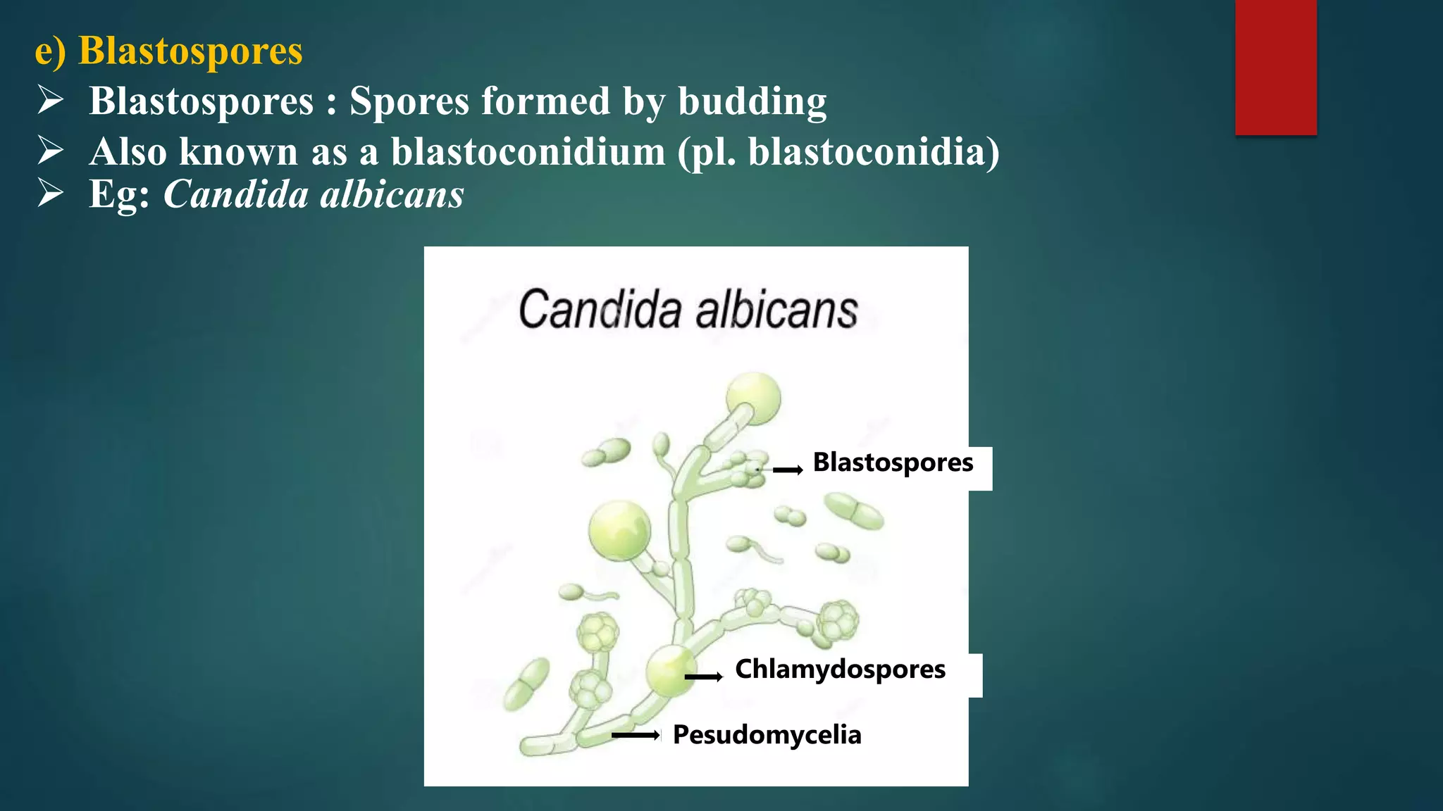 Asexual reproduction in Fungi -Dr C R Meera | PPTX