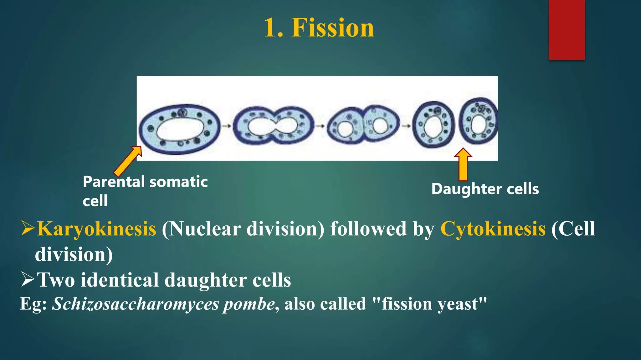 Asexual reproduction in Fungi -Dr C R Meera | PPTX