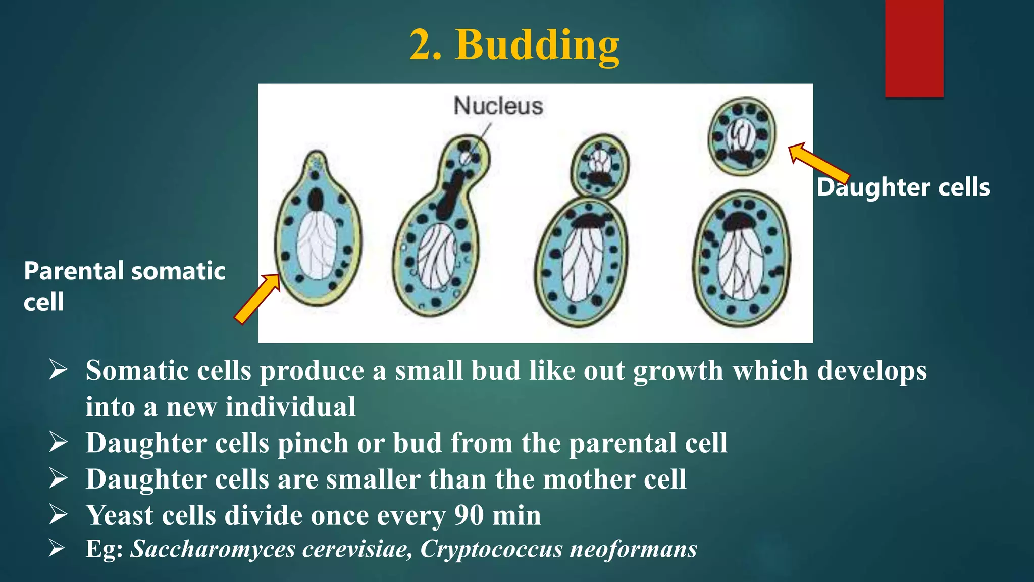 Asexual reproduction in Fungi -Dr C R Meera | PPTX