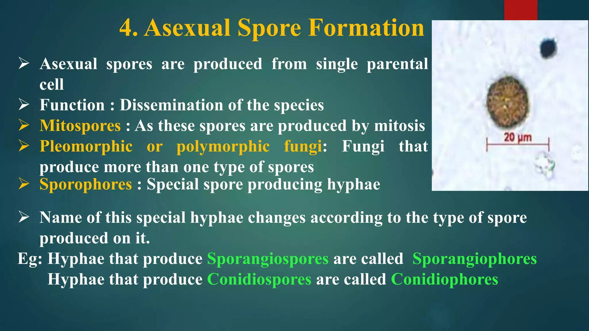 Asexual reproduction in Fungi -Dr C R Meera | PPTX