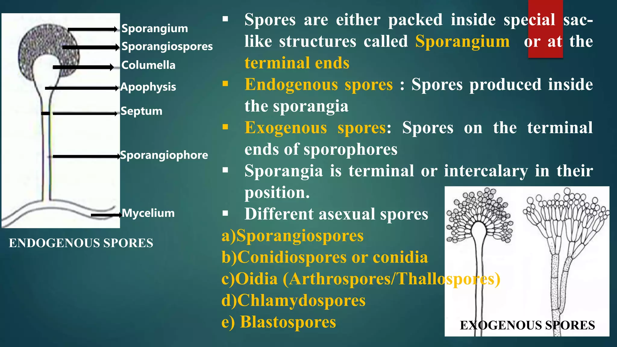 Asexual reproduction in Fungi -Dr C R Meera | PPTX