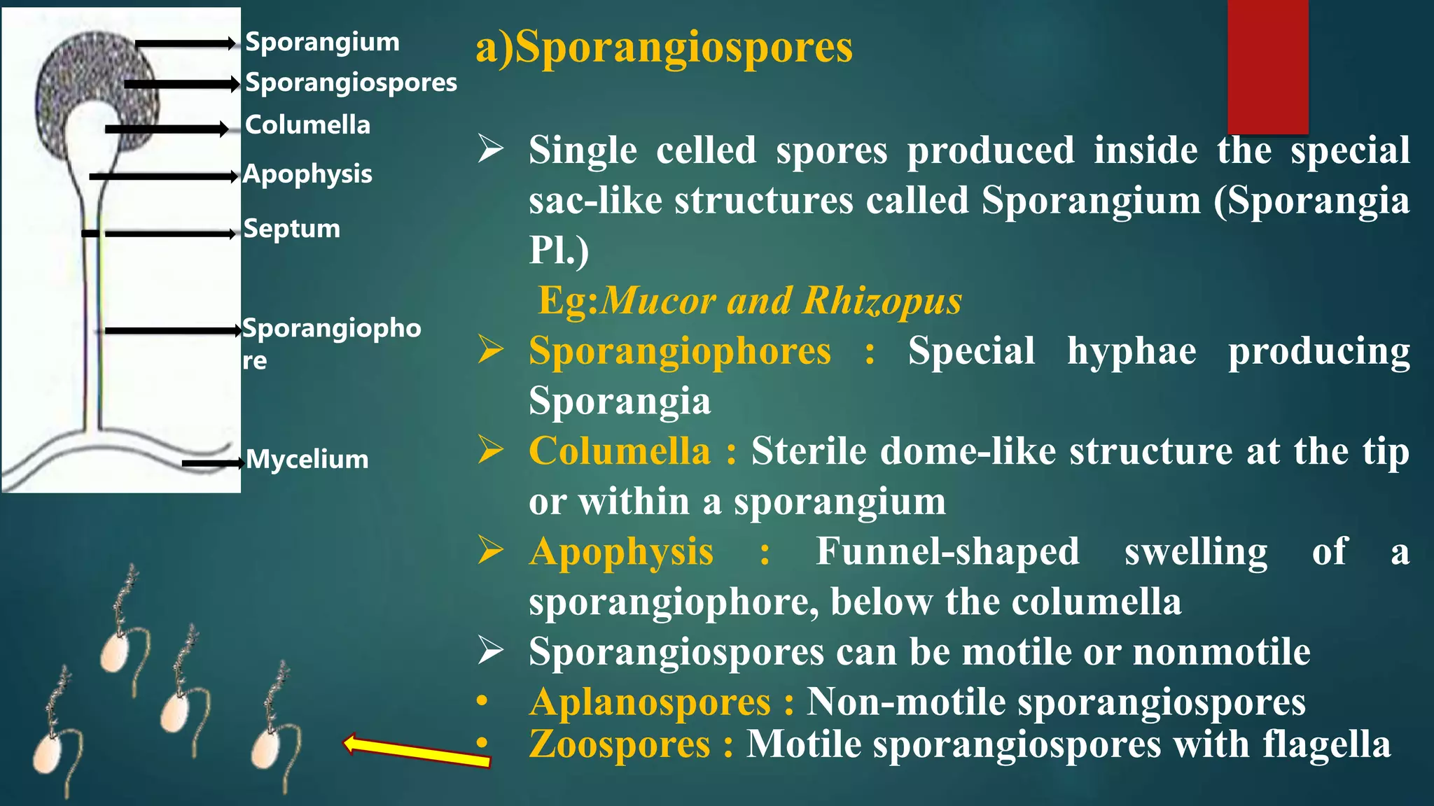 Asexual reproduction in Fungi -Dr C R Meera | PPTX