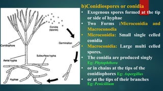 Asexual reproduction in Fungi -Dr C R Meera | PPTX
