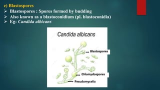 Asexual reproduction in Fungi -Dr C R Meera | PPTX