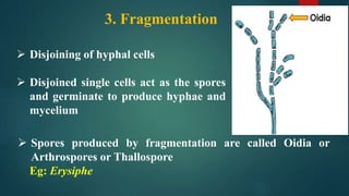 Asexual reproduction in Fungi -Dr C R Meera | PPTX