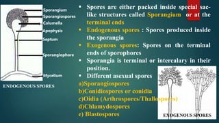 Asexual reproduction in Fungi -Dr C R Meera | PPTX