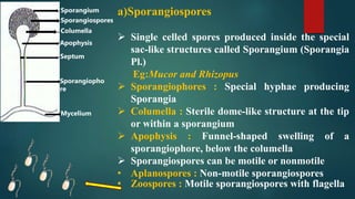 Asexual reproduction in Fungi -Dr C R Meera | PPTX