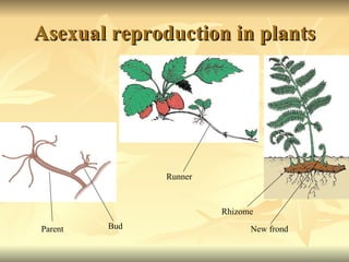 17 Asexual Reproduction | PPT
