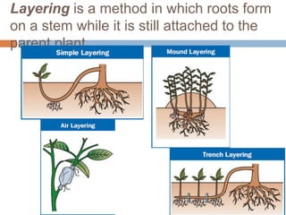 Layering Reproduction