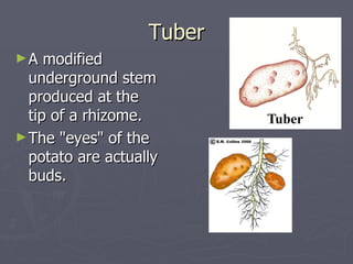 Asexual reproduction | PPT