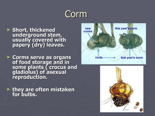 Asexual reproduction | PPT