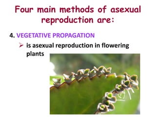 Asexual reproduction | PPT