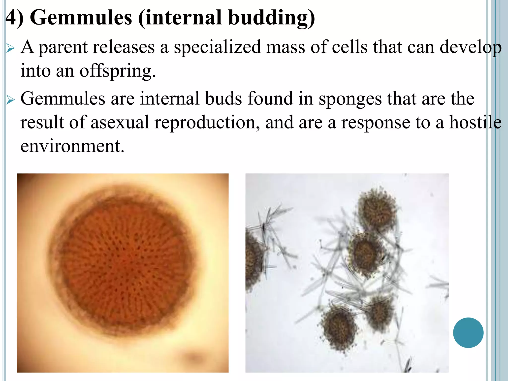 Asexual reproduction | PPTX