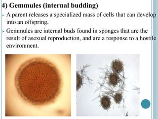 Asexual reproduction | PPTX