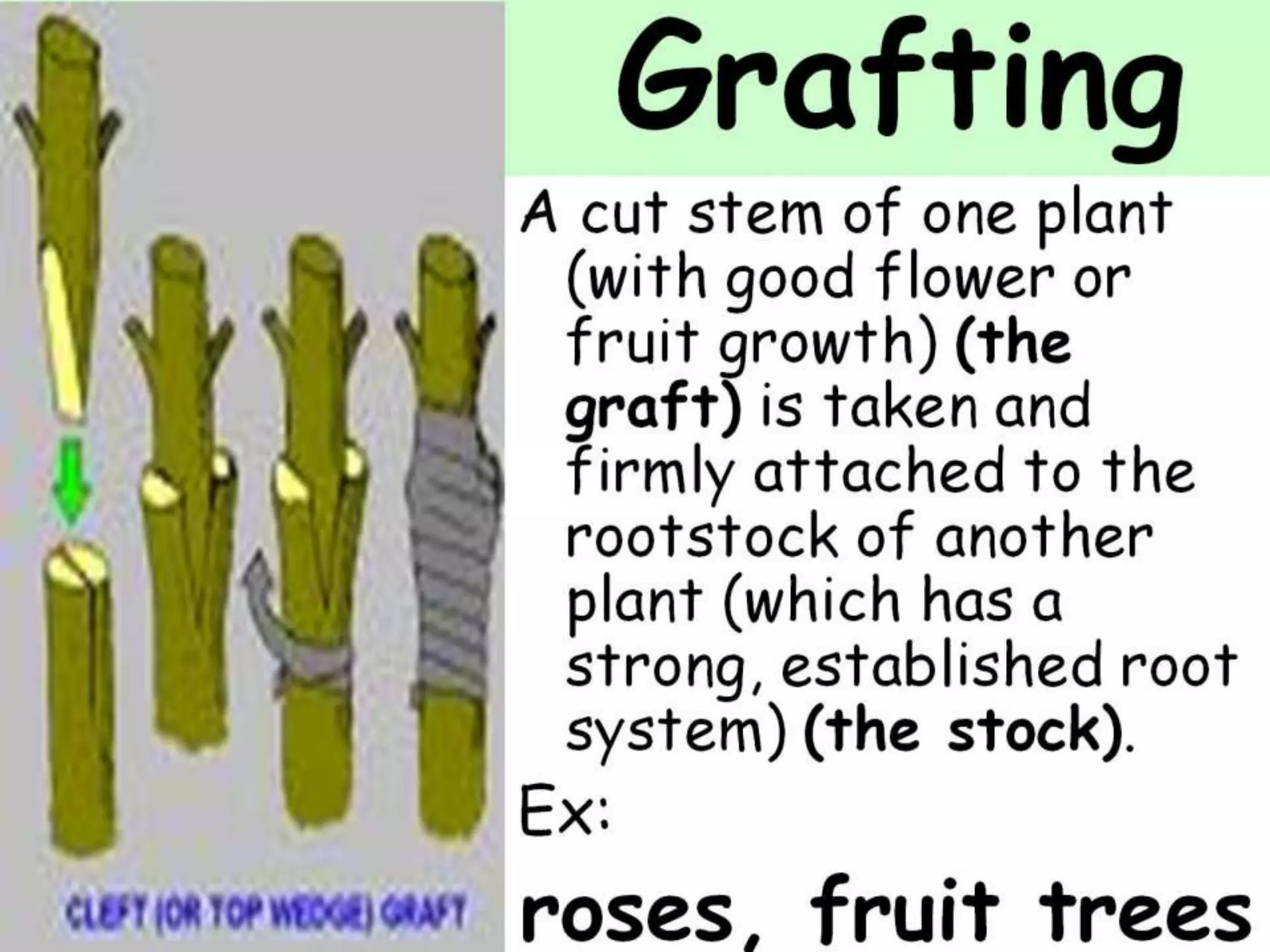 Asexual Reproduction | PPT