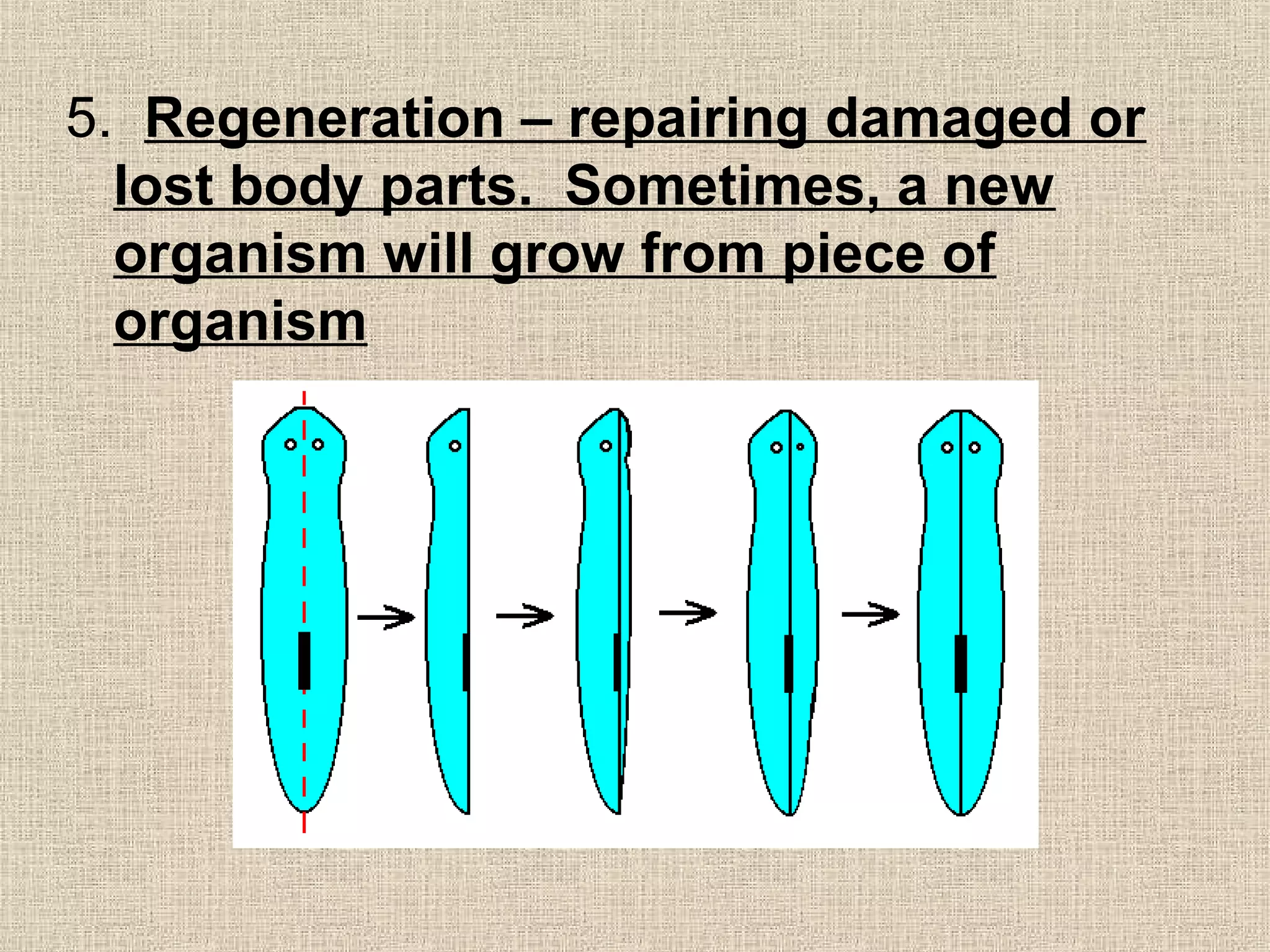 Asexual and sexual reproduction 4.04