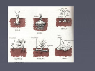 Asexual Reproduction | PPT