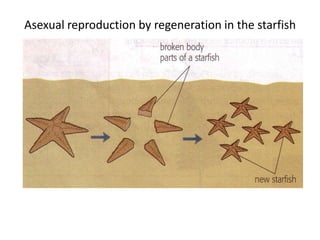 Fragmentation Asexual Reproduction In Starfish
