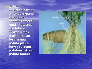 Asexual reproduction | PPT